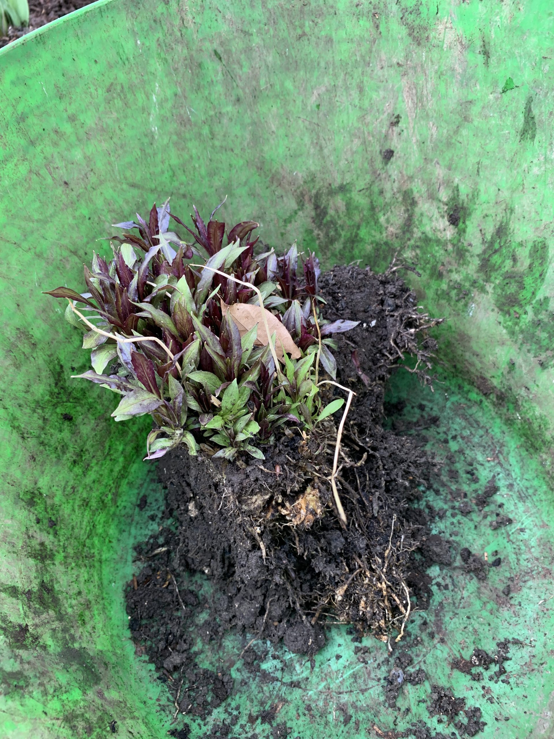 Dividing and propagating Phlox – The Weekend Gardener